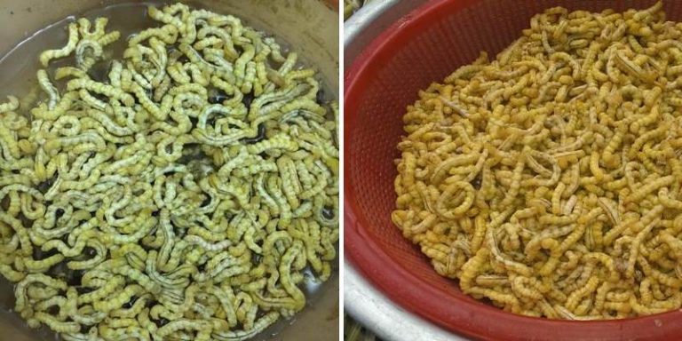 Rượu Sâu Chít Tây Bắc: Đặc Sản Độc Đáo Và Lợi Ích Sức Khỏe